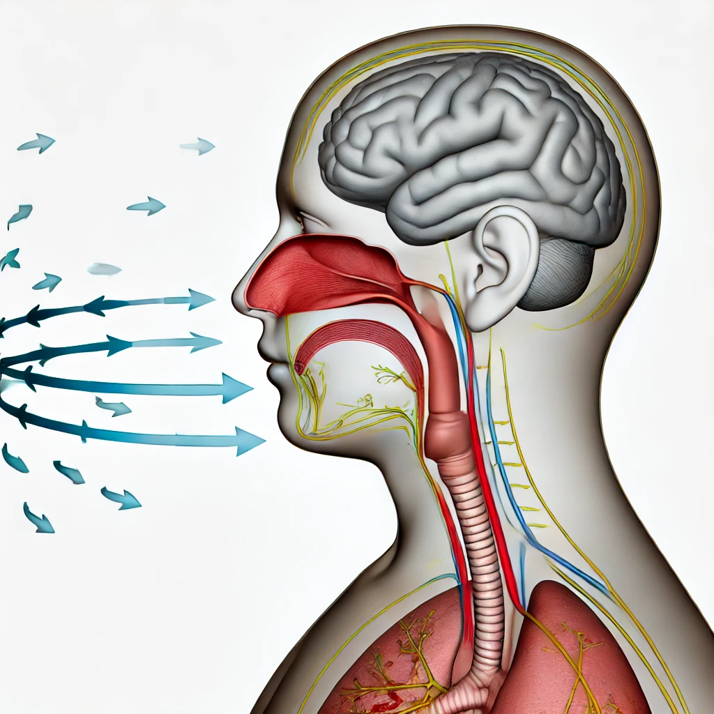 Airway-Focused Orthodontics and Breathing Problems Explained - Dr Erfan ...